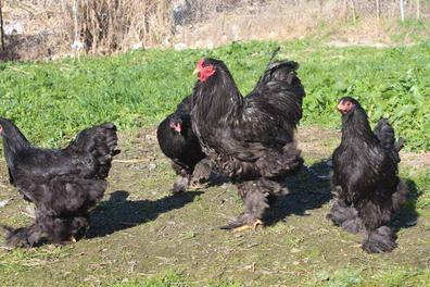 Gallina brahma limon Mascotas en adopción y accesorios de mascota de ...