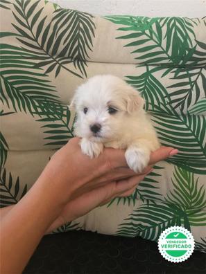 MILANUNCIOS | Mini toy Bichón Maltes en adopción. Compra venta y regalo ...