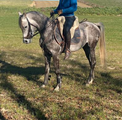 Potros. Compra venta de potros al mejor precio y adopción | Milanuncios