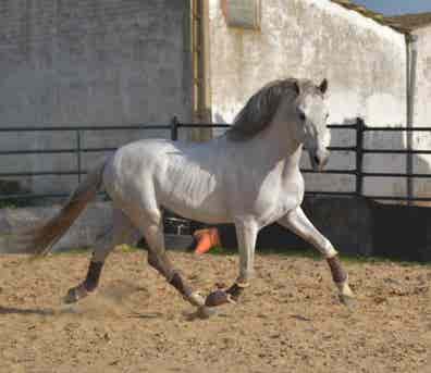 Pre Caballosen venta . Comprar y vender caballos a buen precio en ...