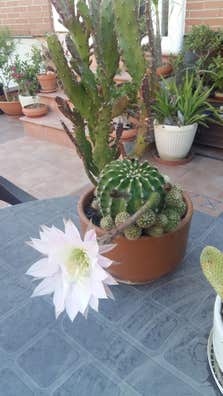 Plantas de segunda mano | Milanuncios