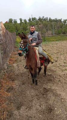 Mulas en venta | Milanuncios