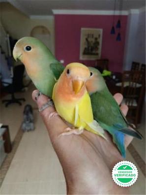 MILANUNCIOS | Agapornis papilleros Pájaros. Compra venta de pájaros ...