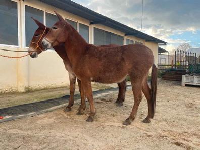 Milanuncios - mulo y mula en Jaén