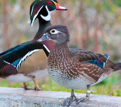 Milanuncios - Patos carolinos