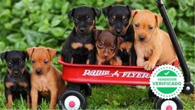 MILANUNCIOS | Pincher marron Perros en adopción, compra venta de ...