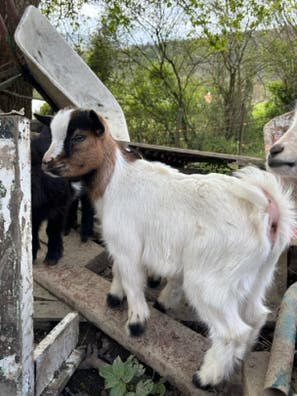 Cabras en venta | Milanuncios