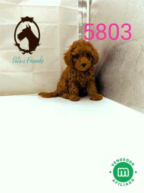 Caniches en venta | Milanuncios