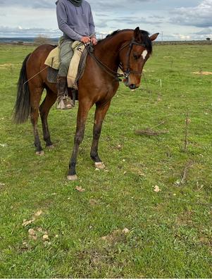 Potros en venta | Milanuncios