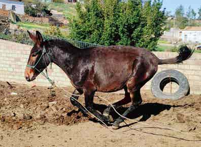 Mulas mulos muletos | Milanuncios