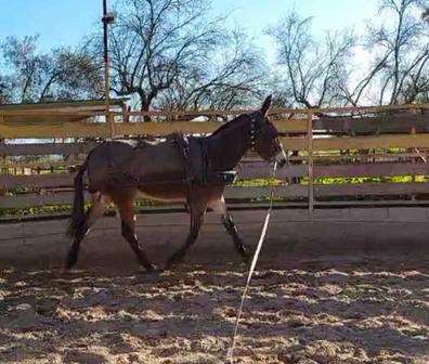 Mulos Mulas. Compra venta de mulas al mejor precio y adopción en ...