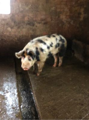 Cerdos vietnamita Mascotas en adopción y accesorios de mascota de ...