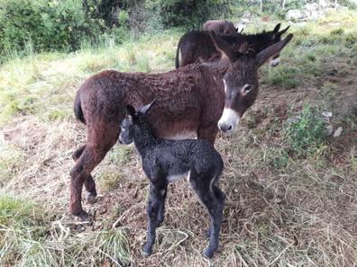 Burros. Compra venta de yeguas al mejor precio y adopción | Milanuncios