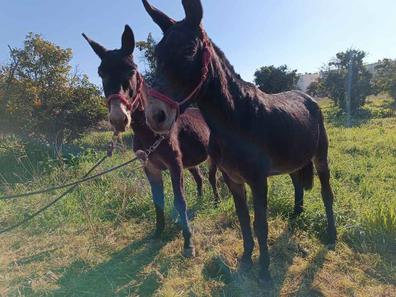 Mulas en venta | Milanuncios