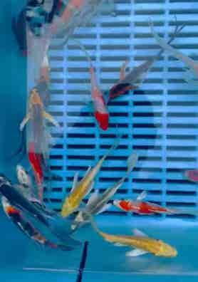 MILANUNCIOS | Koi Compra venta de peces, acuarios, peceras y accesorios