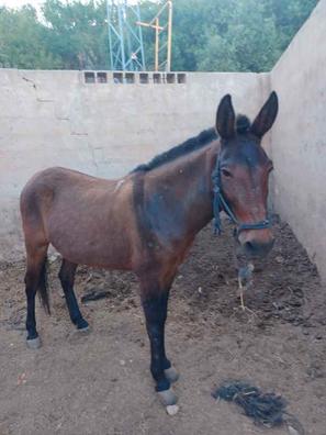 Mulas en venta en Málaga Provincia | Milanuncios