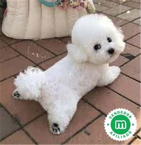 Milanuncios - BICHON FRISE