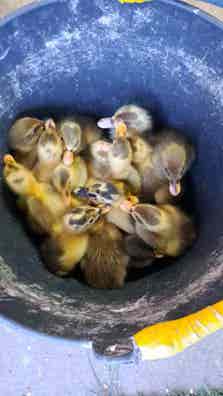 Patos en venta | Milanuncios