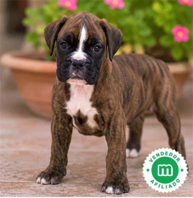 Boxer en venta | Milanuncios