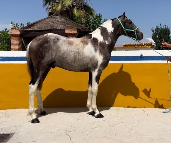 Milanuncios - Se vende potro pío