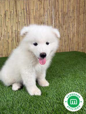 Samoyedo en venta | Milanuncios