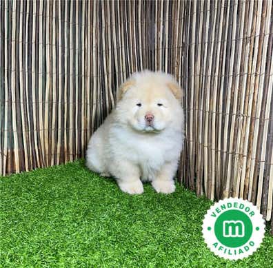 Chow chow en venta | Milanuncios