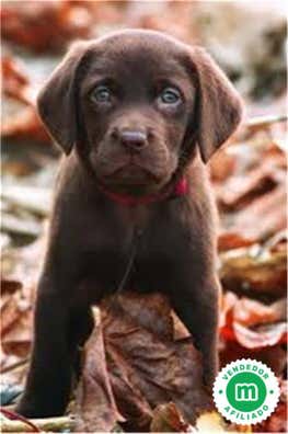 Labrador retriever Perros en adopción, compra venta de accesorios y ...