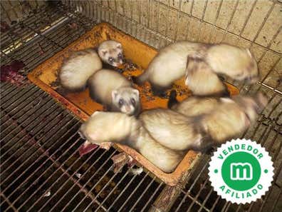Hurones en venta | Milanuncios