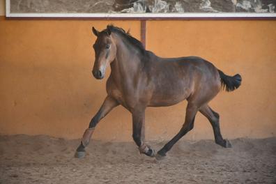 MILANUNCIOS | Caballos cruzados domados vaquera Caballosen venta ...
