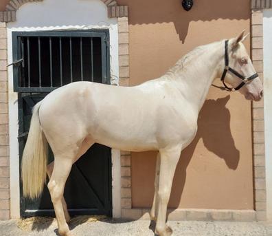 Potros domados Potros. Compra venta de potros al mejor precio y ...