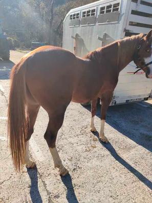 Pura sangre Caballosen venta . Comprar y vender caballos a buen precio ...