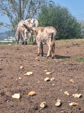 Burros en venta | Milanuncios