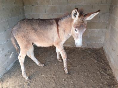 Burros. Compra venta de yeguas al mejor precio y adopción en ...