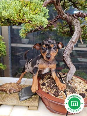 Pincher en venta | Milanuncios
