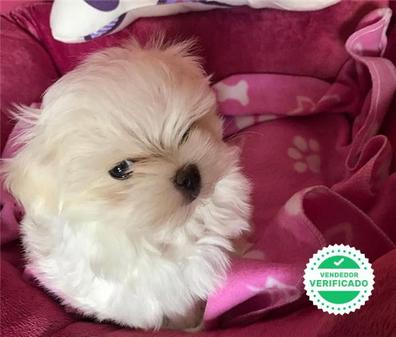 MILANUNCIOS | Mini toy Bichón Maltes en adopción. Compra venta y regalo ...