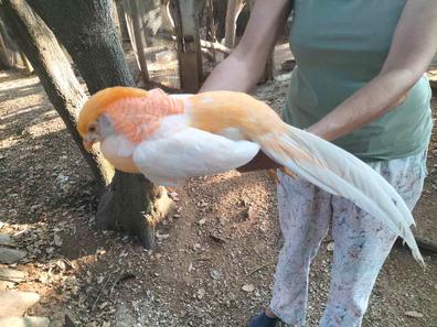 Faisanes dorados en venta | Milanuncios