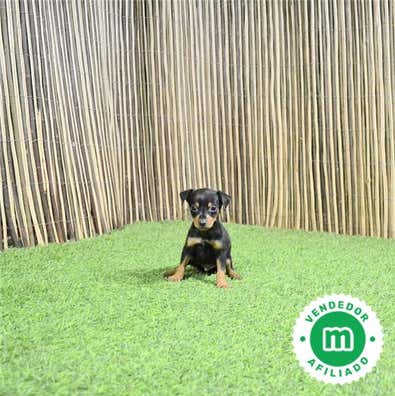 Pincher en venta | Milanuncios