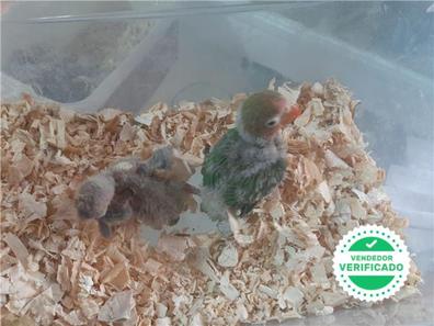 MILANUNCIOS | Agapornis papilleros Pájaros. Compra venta de pájaros ...