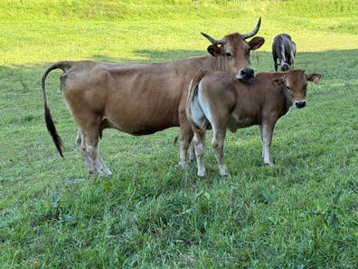 Vacas en venta en Asturias Provincia | Milanuncios