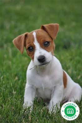 Perros en venta baratos | Milanuncios