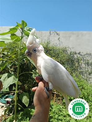 Loro yaco en venta | Milanuncios