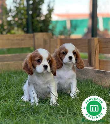 Cavalier en venta | Milanuncios