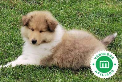 Rough collie Perros en adopción, compra venta de accesorios y servicios ...