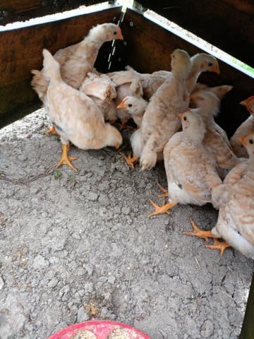 Milanuncios - pollos euskal marraduna de un mes