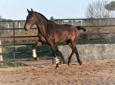 Arabe Caballosen venta . Comprar y vender caballos a buen precio en ...