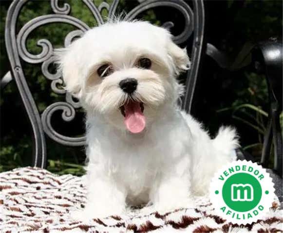 Milanuncios - LINDO BICHON MALTES