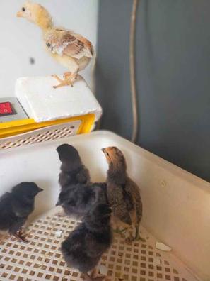 Milanuncios - pollitos