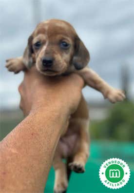 Dachshund Perros en adopción, compra venta de accesorios y servicios ...