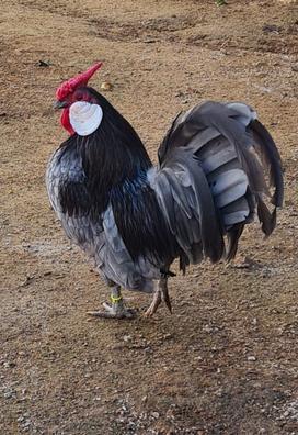 Gallinas java en venta | Milanuncios