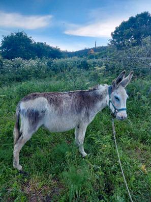 MILANUNCIOS | Burros enanos Burros. Compra venta de yeguas al mejor ...